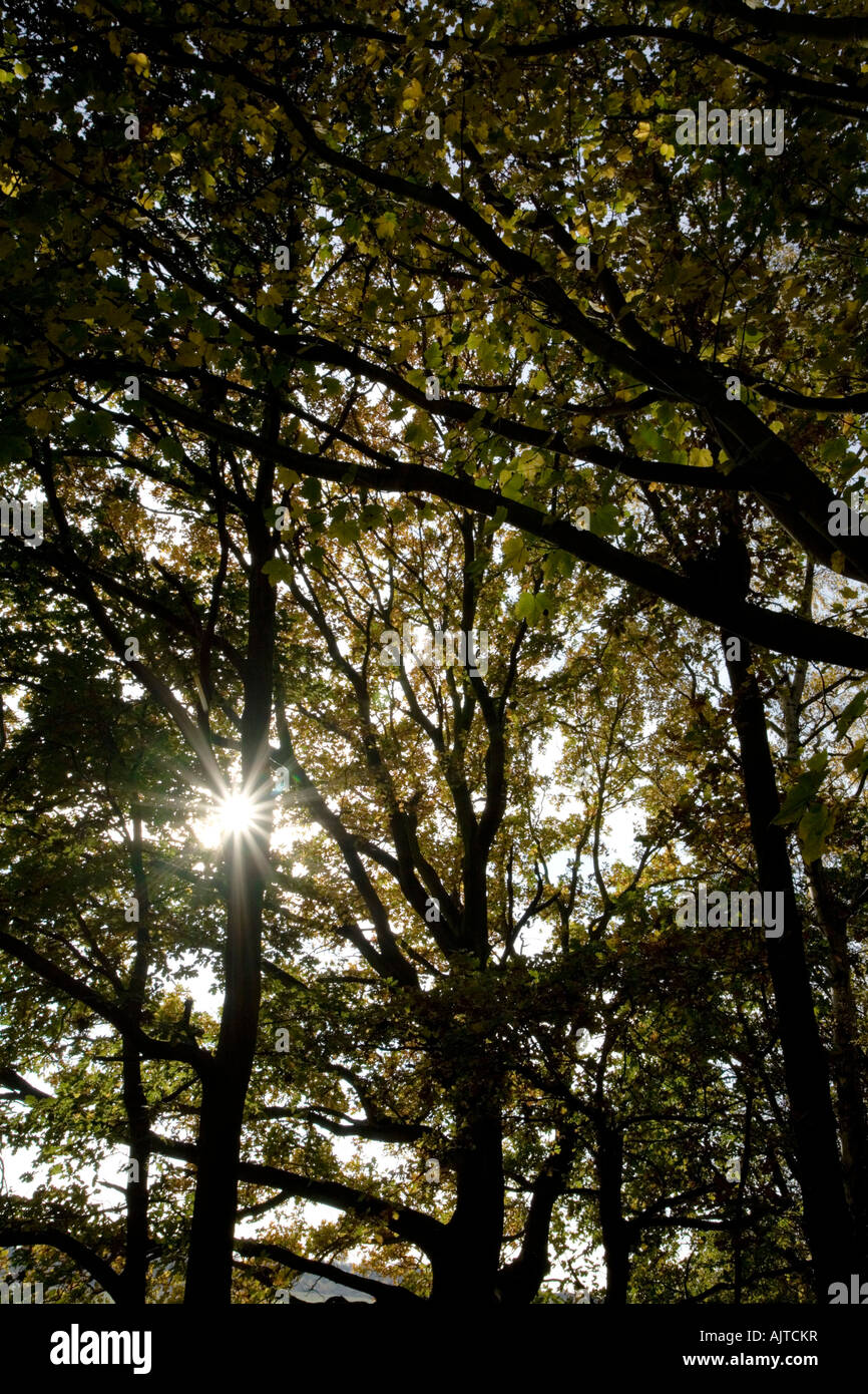 Silhouette of trees against strong sunlight Stock Photo - Alamy