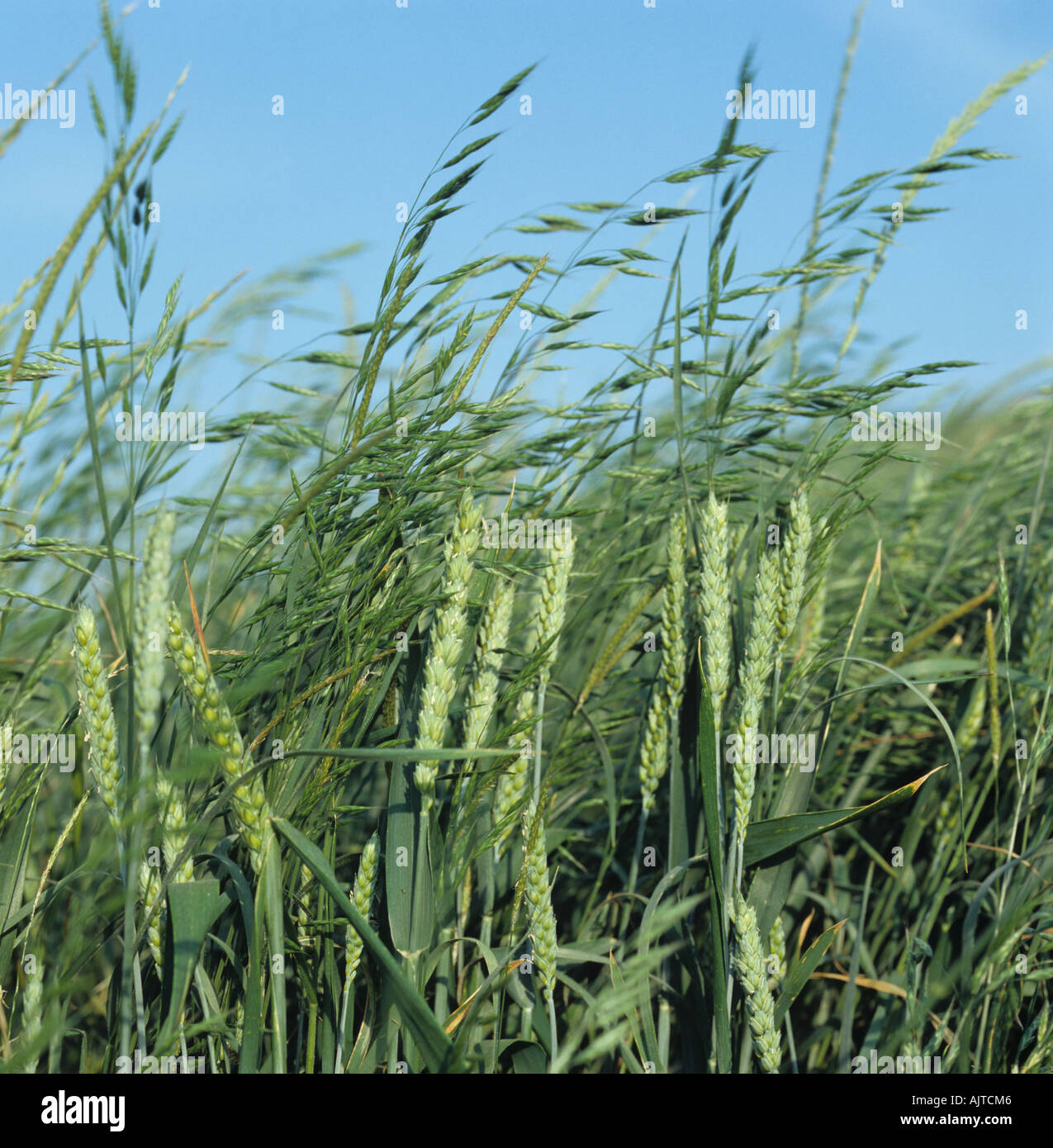 Soft brome hi-res stock photography and images - Alamy