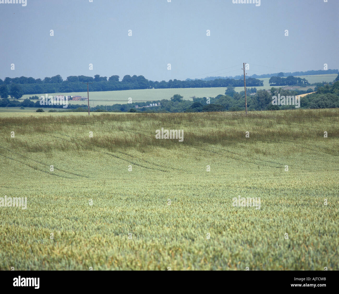 False wheat hi-res stock photography and images - Alamy