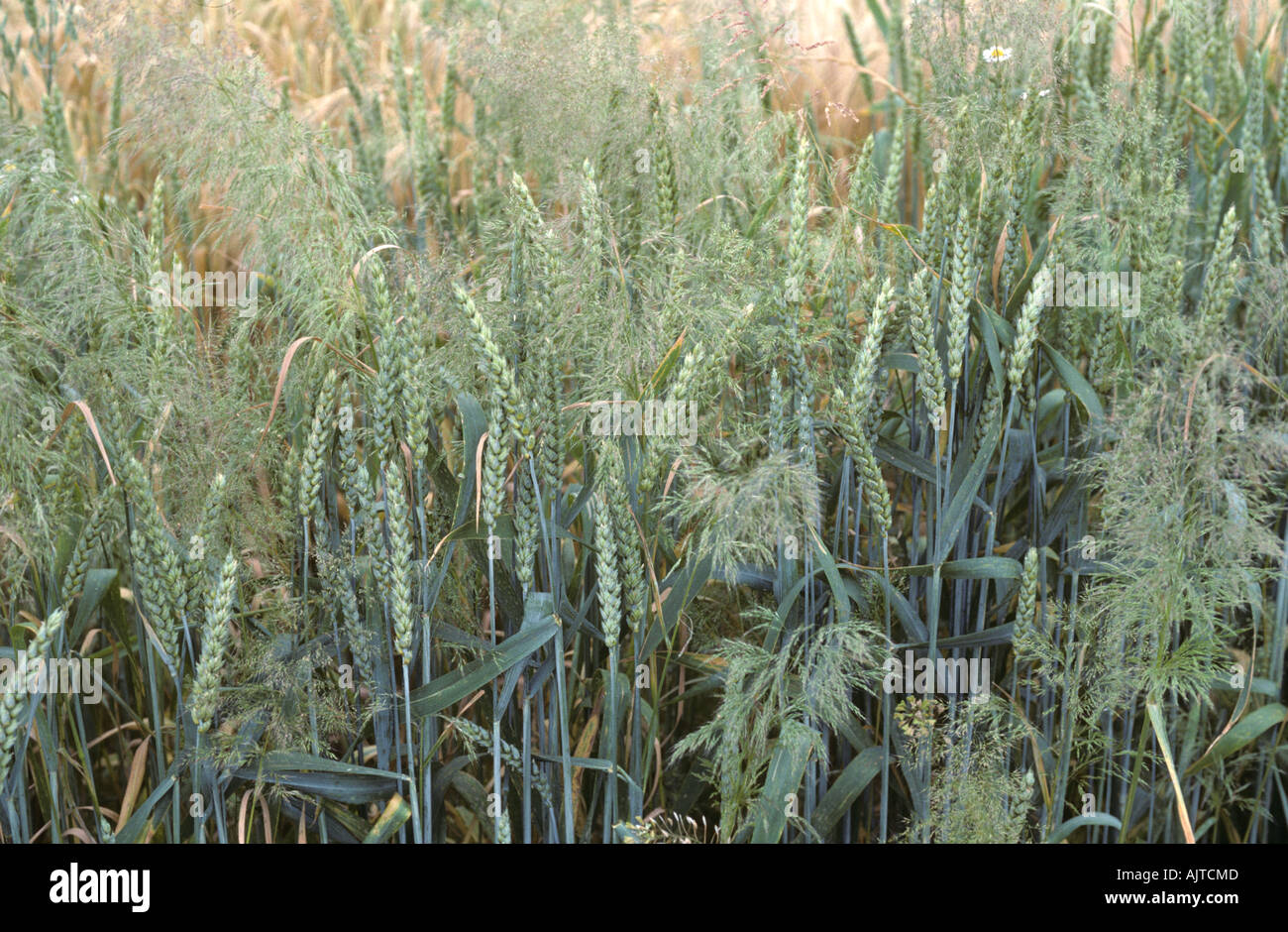 Silky bent Apera spica venti flowering in a wheat crop in ear Germany ...