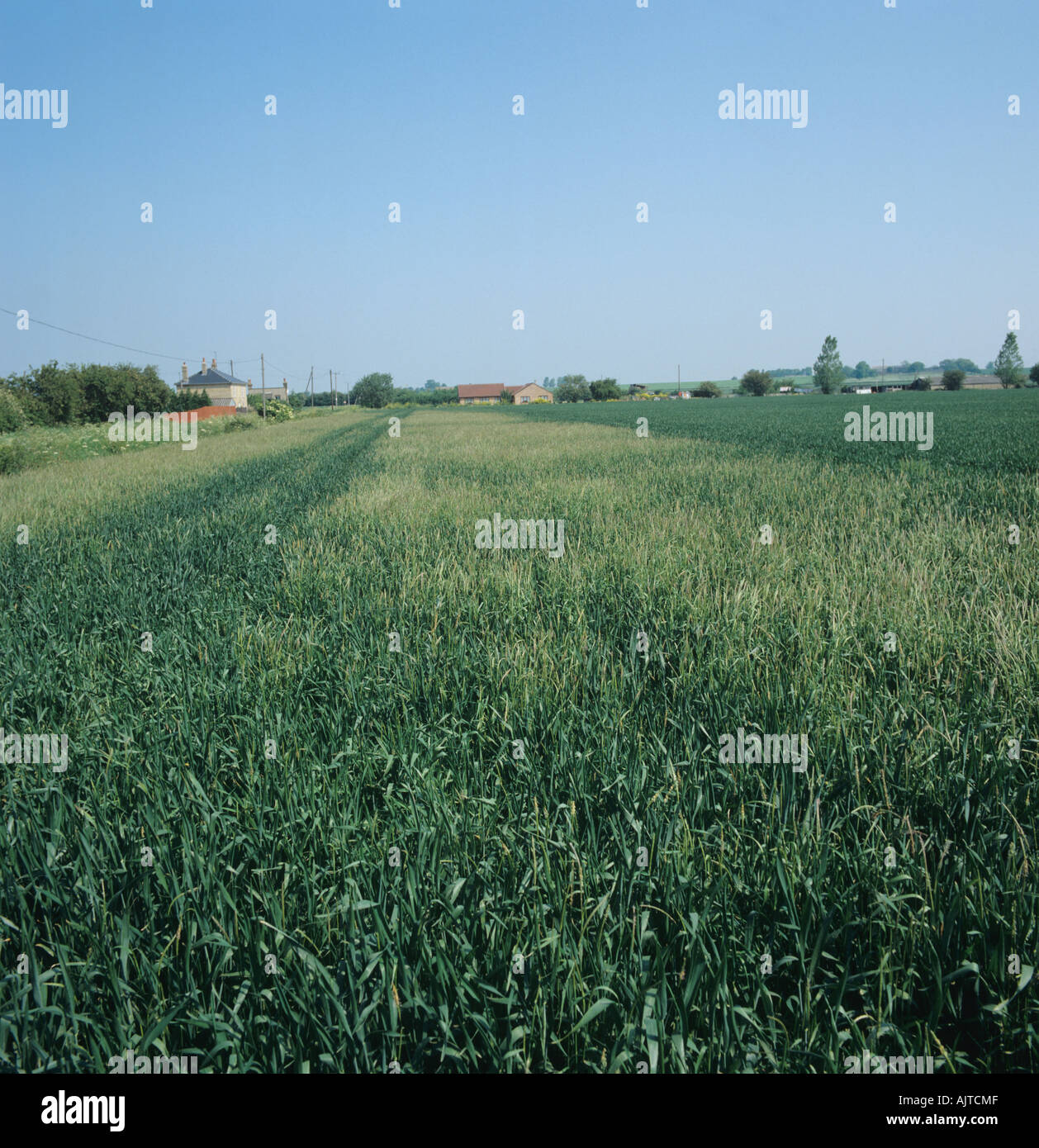 View severe infestation of blackgrass Alopecurus myosuroides flowering ...