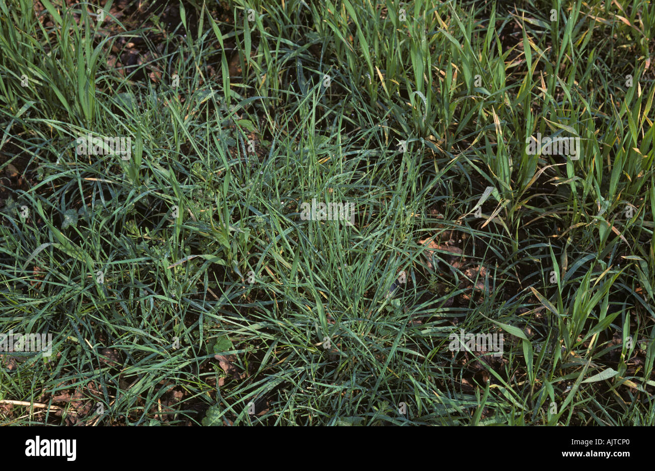 Blackgrass Alopecurus myosuroides plants in a young wheat crop Stock ...