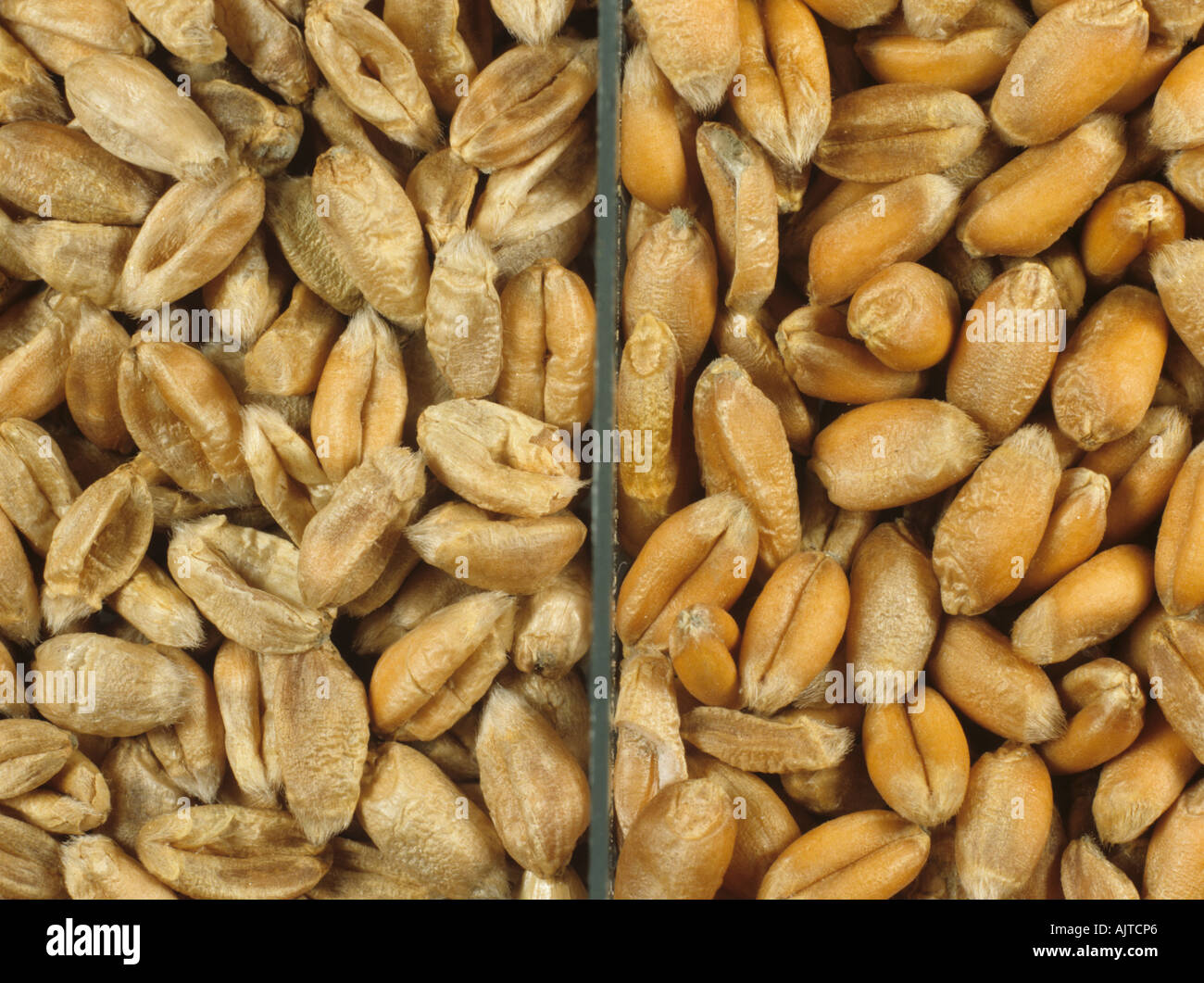 Shrivelled wheat grain for a diseased crop compared to plump healthy ...