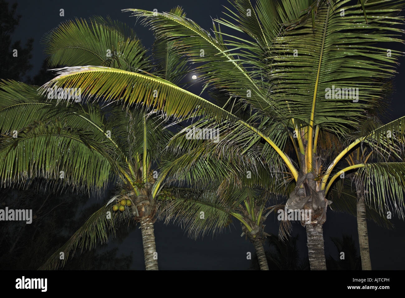 palm tree in the night Stock Photo - Alamy