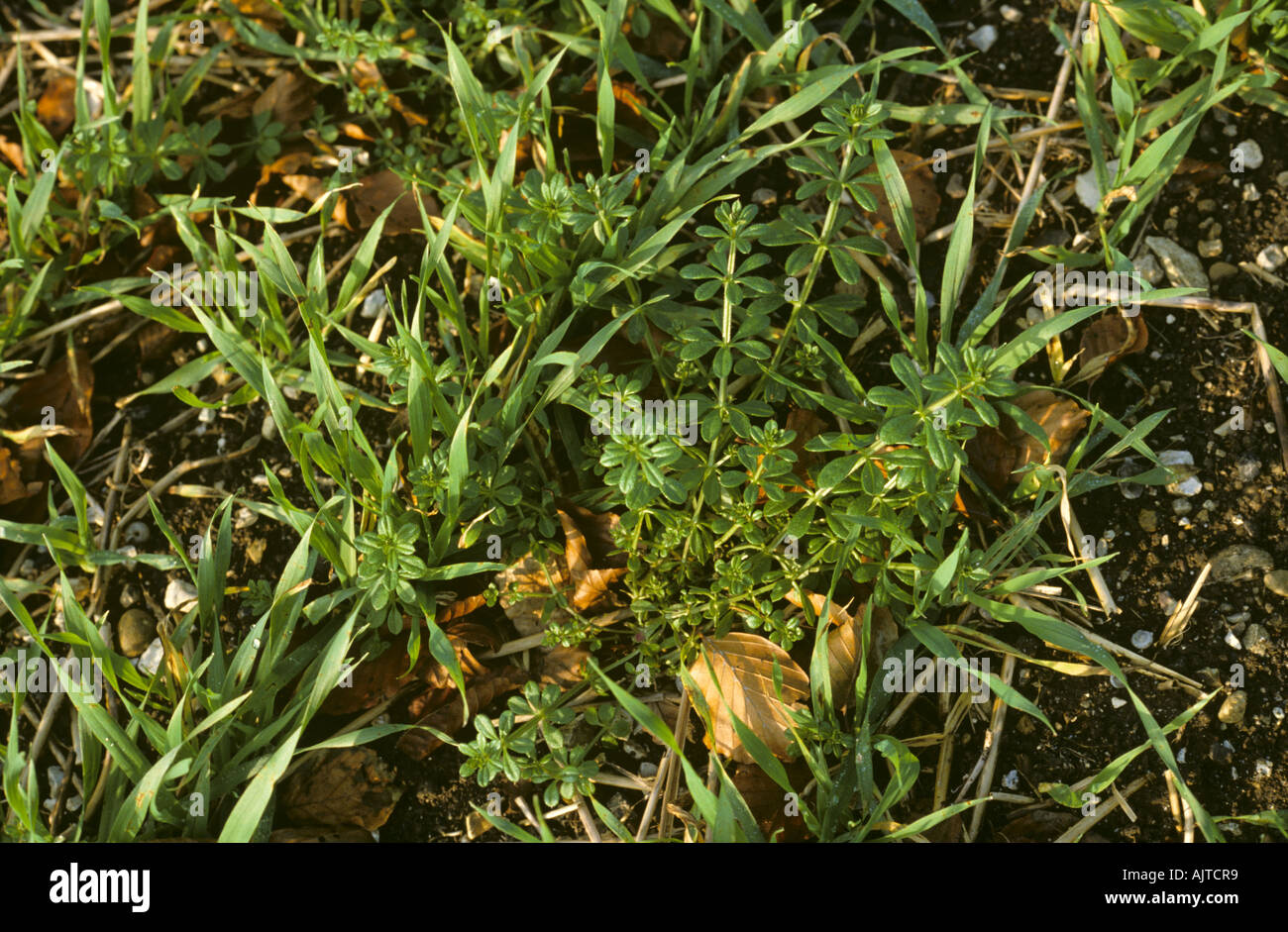 Cleavers Galium aparine weeds in seedling barley crop in autumn Stock ...