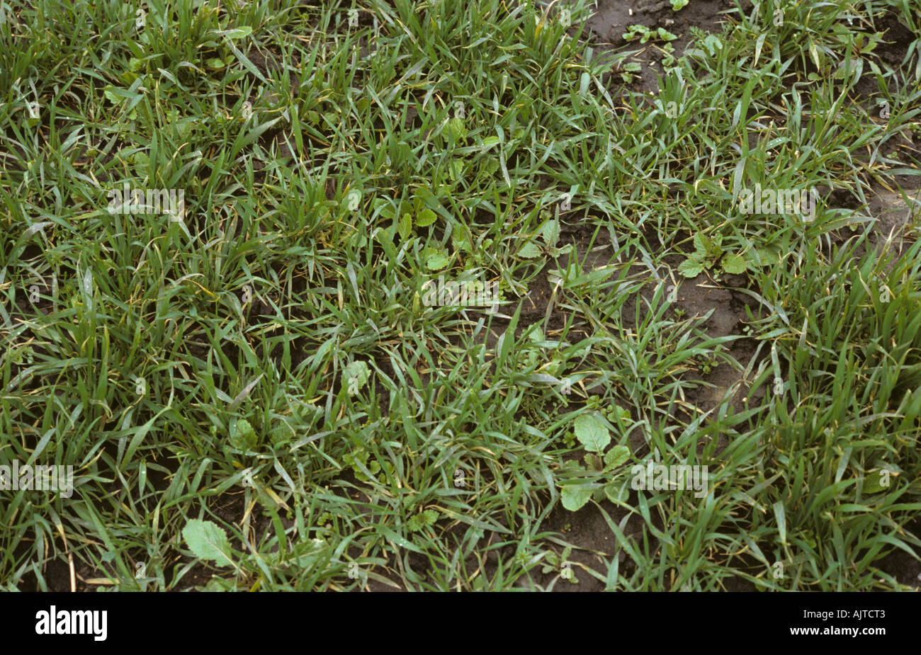 Infestation of seedling charlock Sinapis arvensis in seedling wheat ...