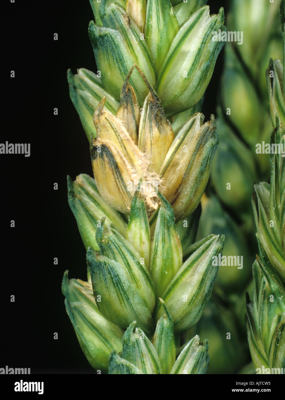 Head scab or ear blight Fusarium culmorum infected grain on wheat ears ...