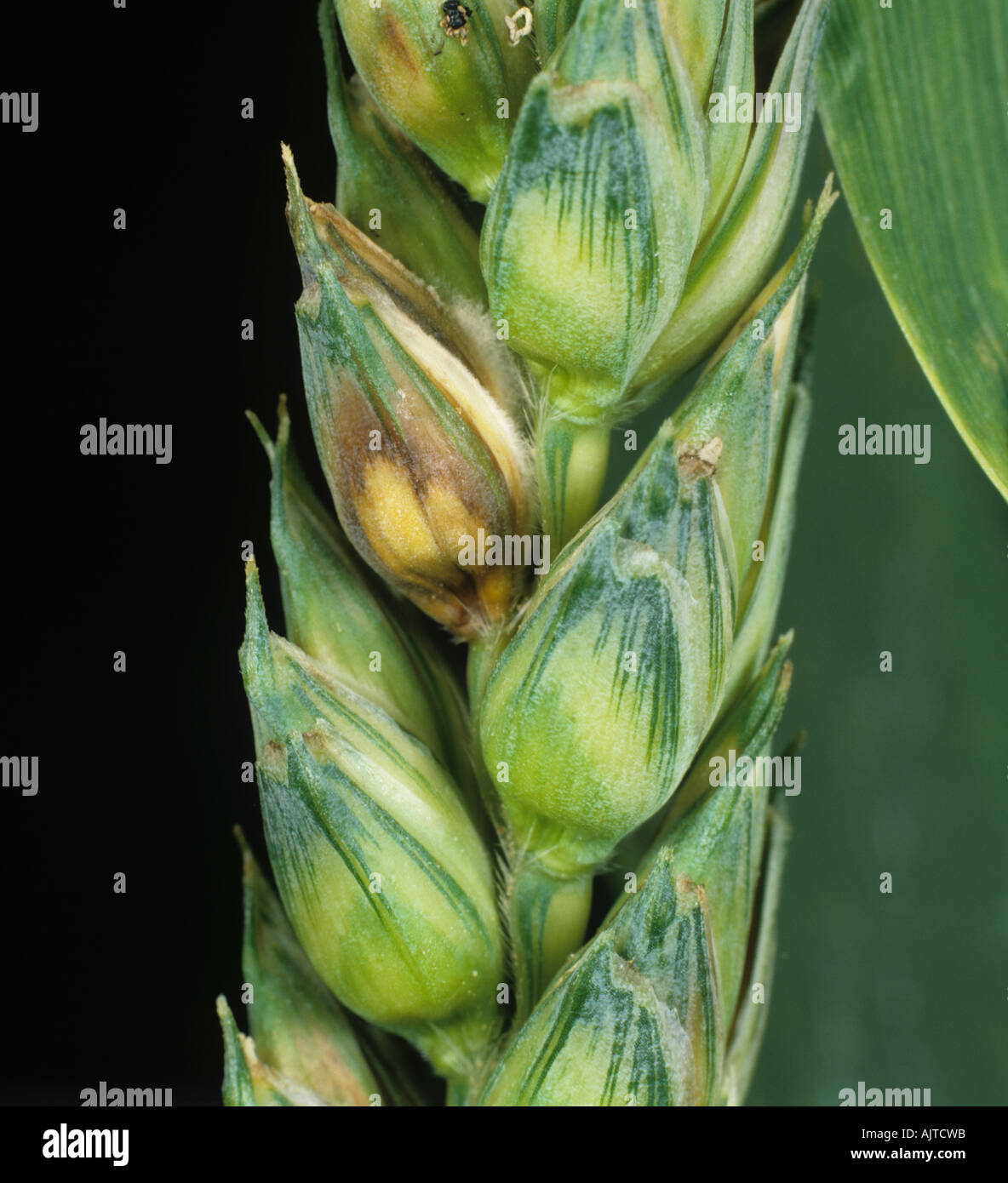 Ear blight or head scab Fusarium sp lesion on wheat ear grain Stock ...