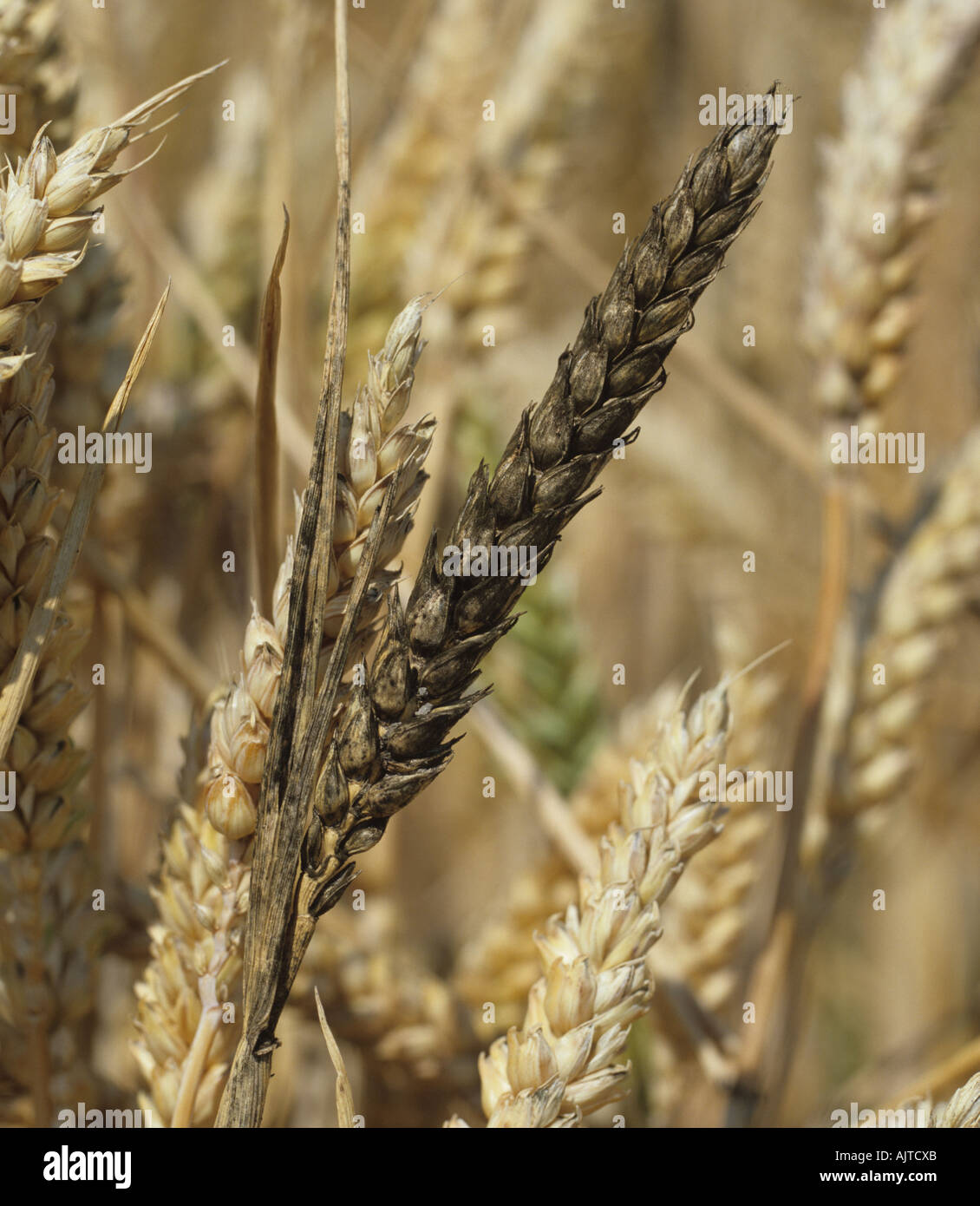 Sooty mould Cladosporium sp or Alternaria sp on wheat ears Stock Photo ...