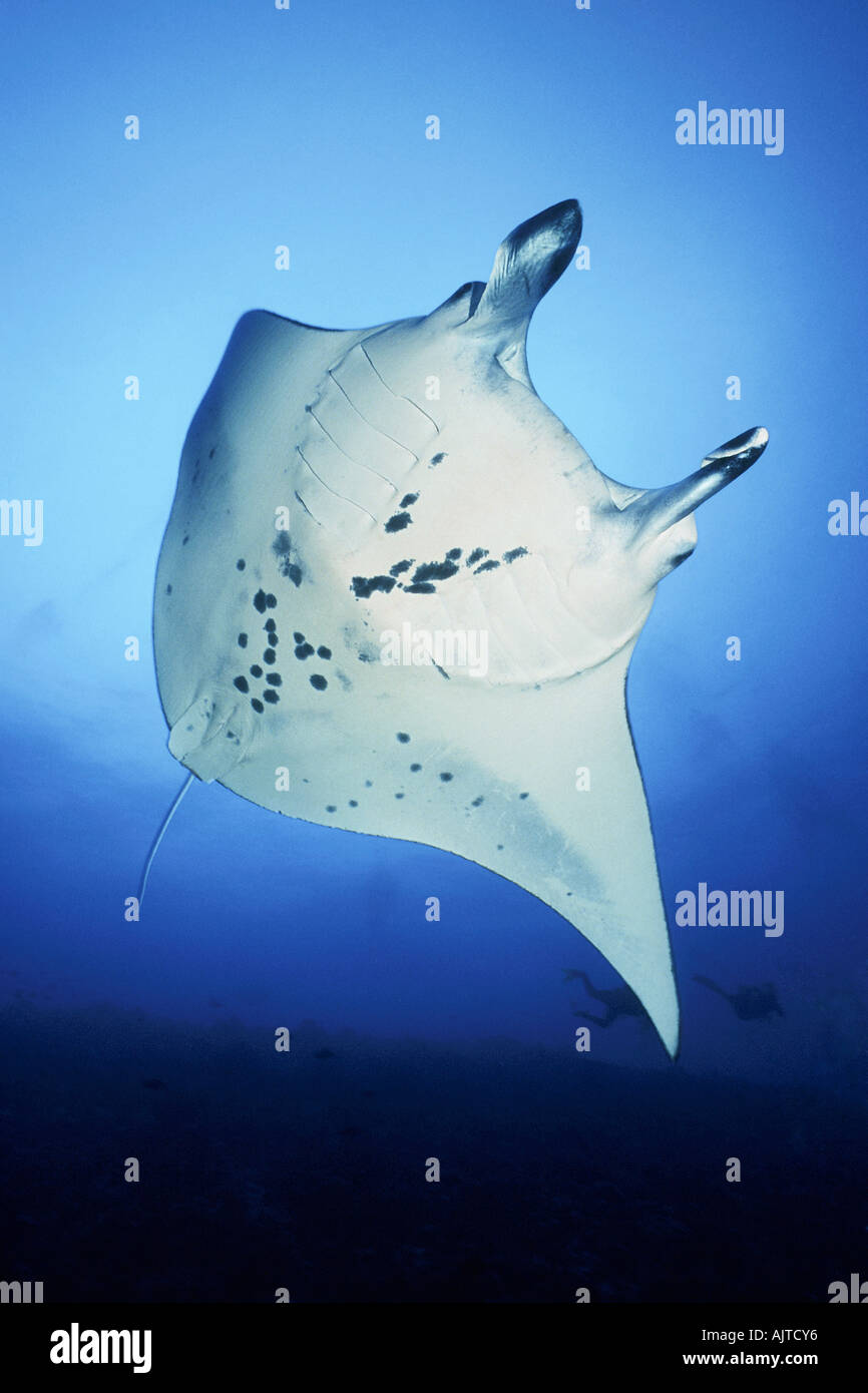 Manta Ray Fakarava French Polynesia Pacific Ocean Stock Photo - Alamy