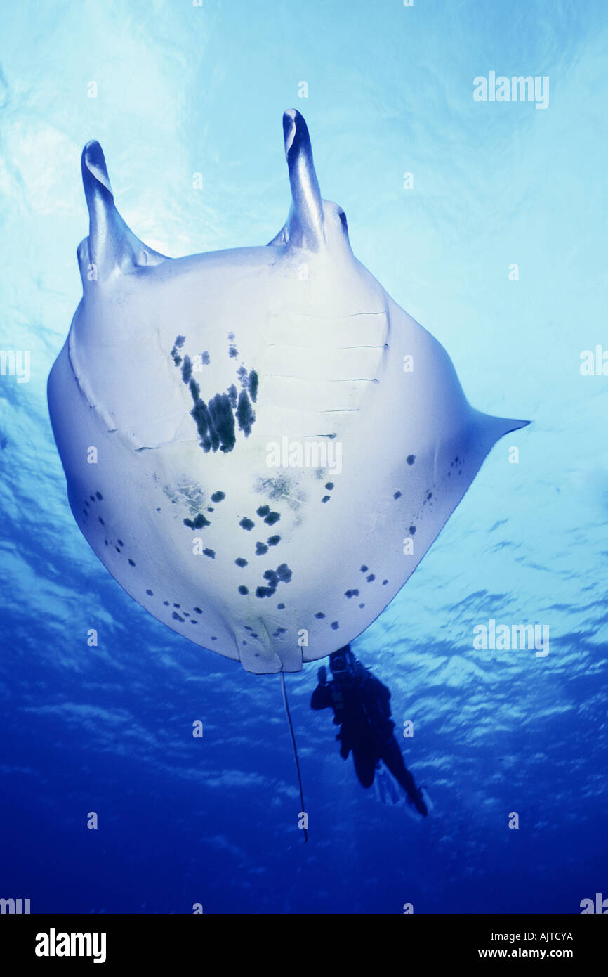 Manta Ray and Diver Rangiroa French Polynesia Pacific Ocean Stock Photo ...