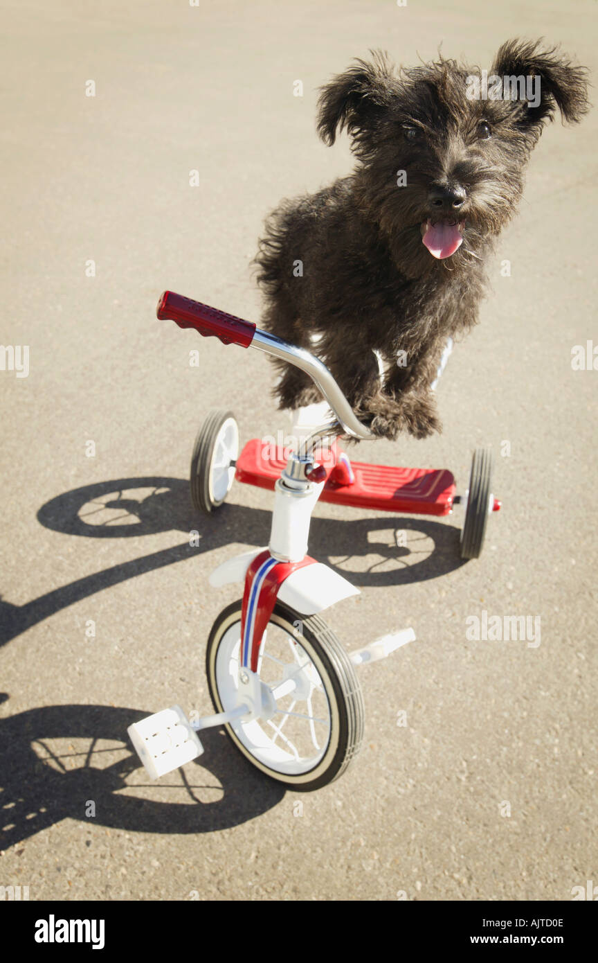 Dog on tricycle Stock Photo - Alamy