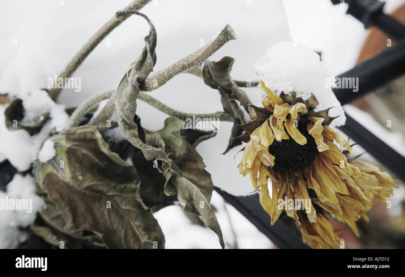 Frozen Sunflowers High Resolution Stock Photography and Images - Alamy