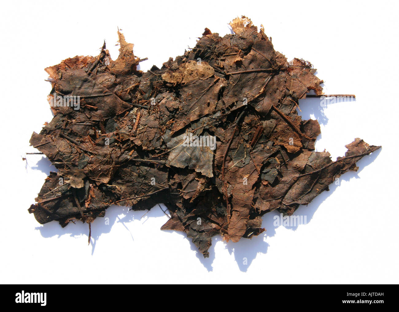 Decomposing leaves hi-res stock photography and images - Alamy