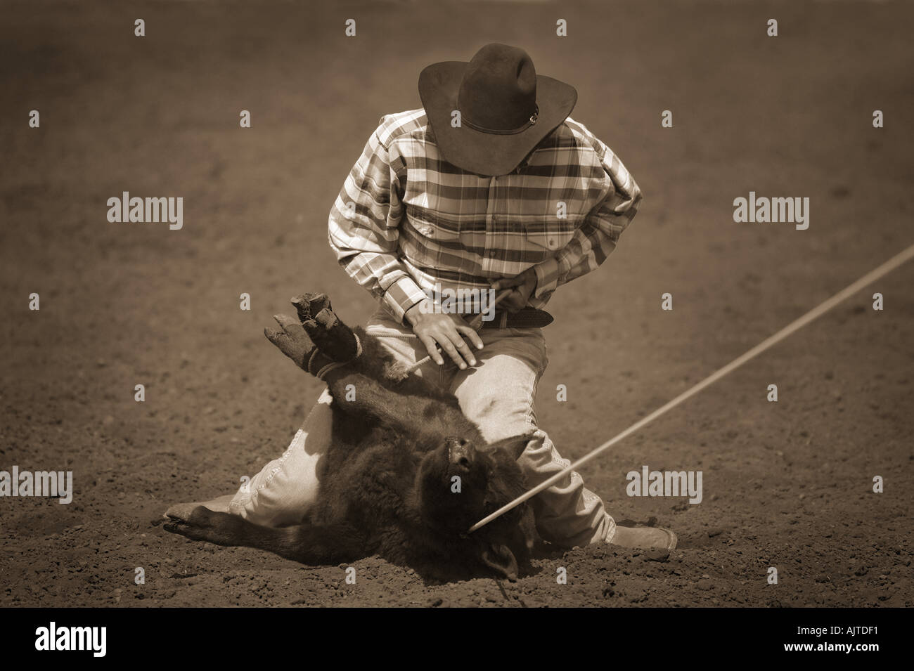 Cowboy roping calf Stock Photo - Alamy