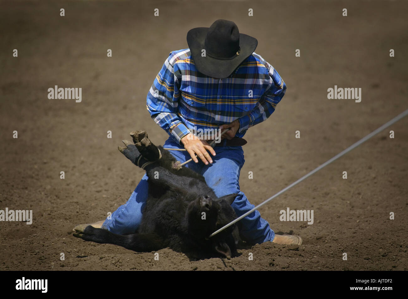 Cowboy roping calf Stock Photo - Alamy