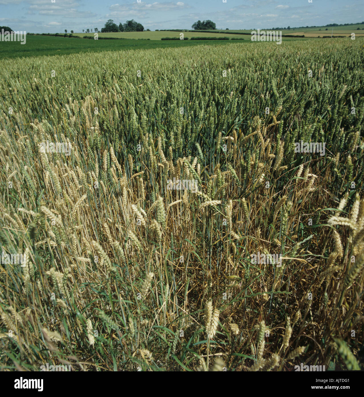 Take all Gaeumannomyces graminis infected wheat crop with whiteheads ...