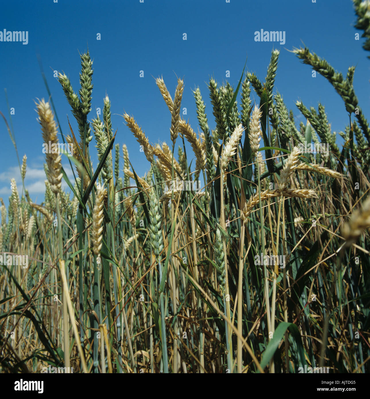 Take all Gaeumannomyces graminis infected wheat crop with whiteheads ...