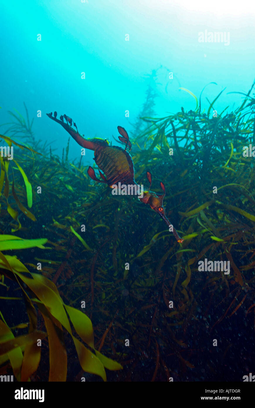 Weedy Sea Dragon Phyllopteryx taeniolatus Tasmania Australia Stock ...