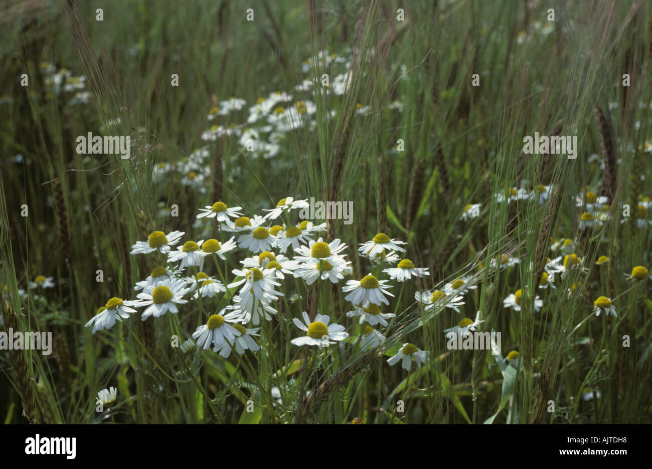Scentless mayweed Matricaria perforata flowering in a barley crop in ...