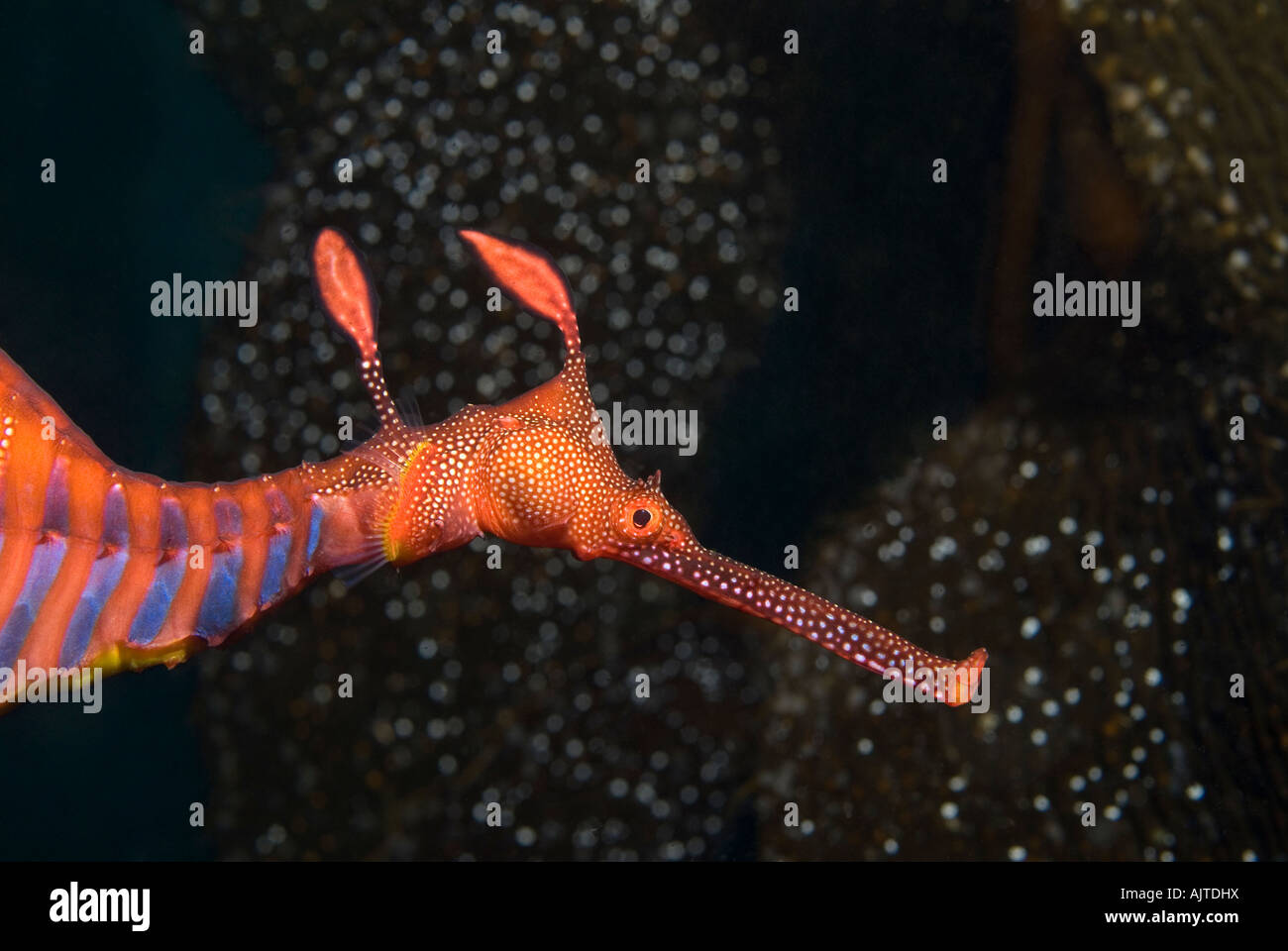 Weedy Sea Dragon Phyllopteryx taeniolatus Tasmania Australia Stock ...