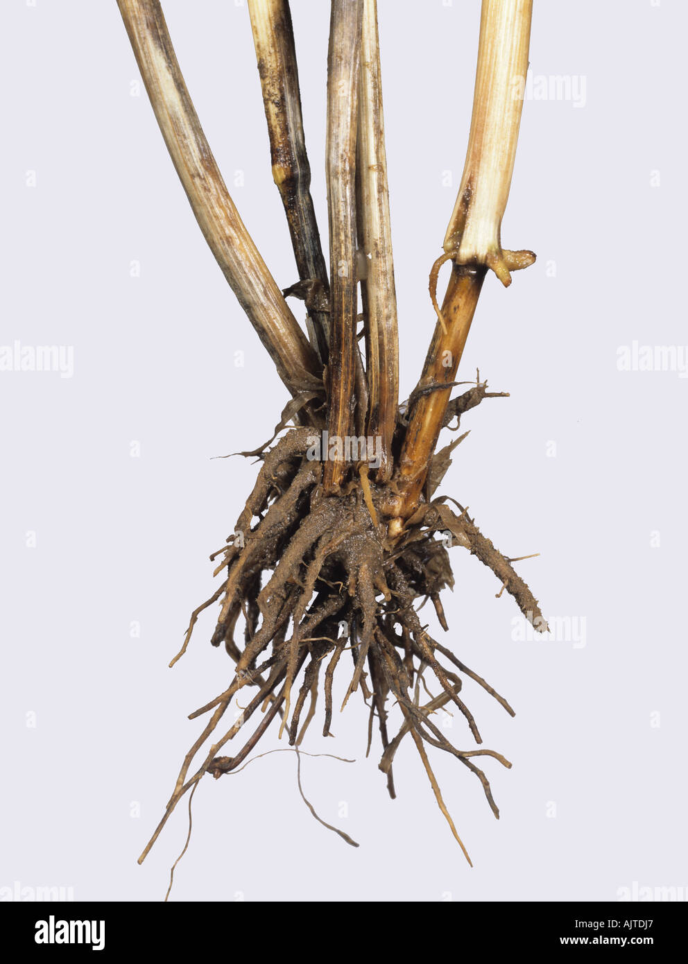 Take all Gaeumannomyces graminis damage to wheat roots Stock Photo - Alamy