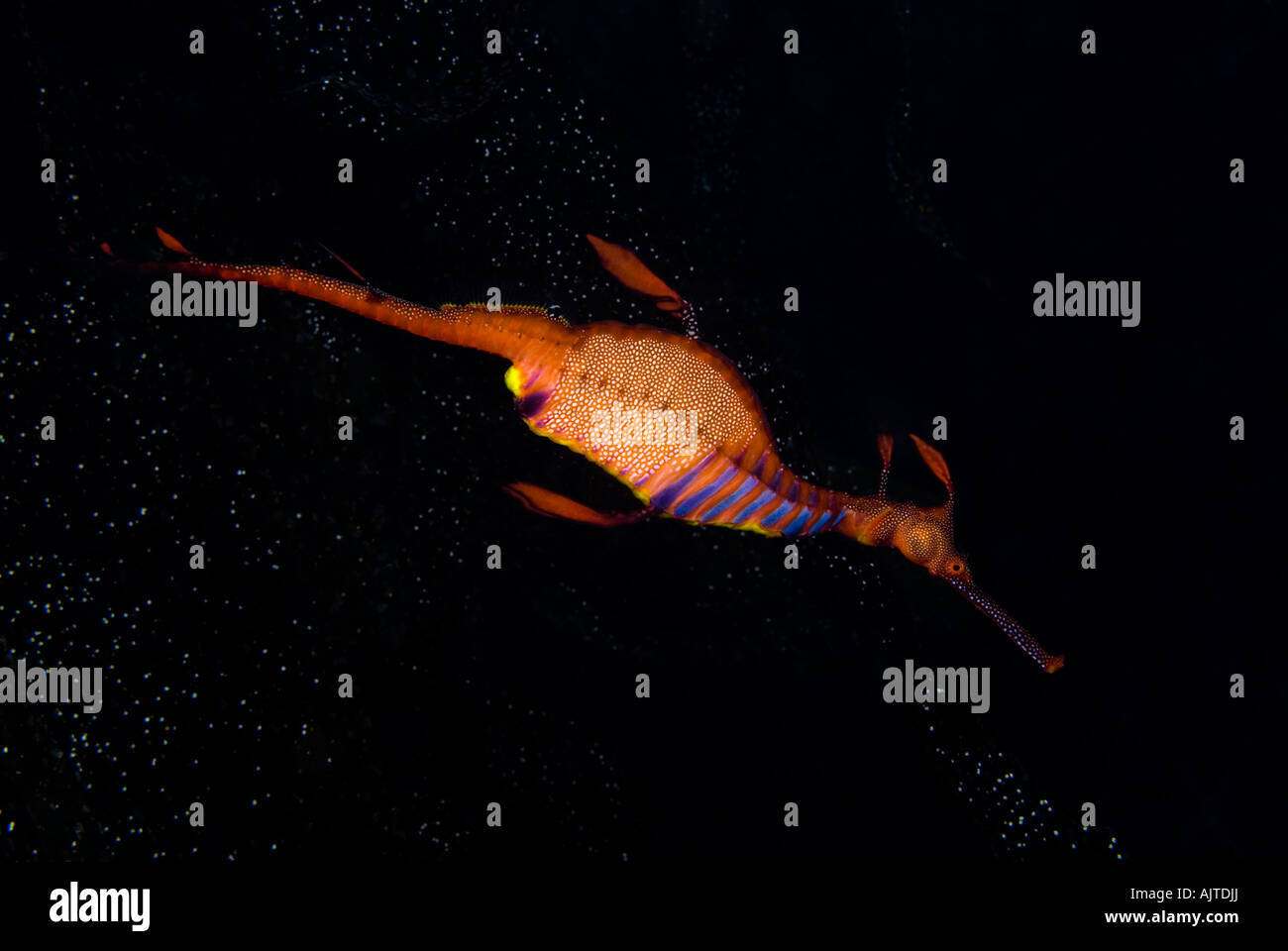 Weedy Sea Dragon Phyllopteryx taeniolatus Tasmania Australia Stock ...