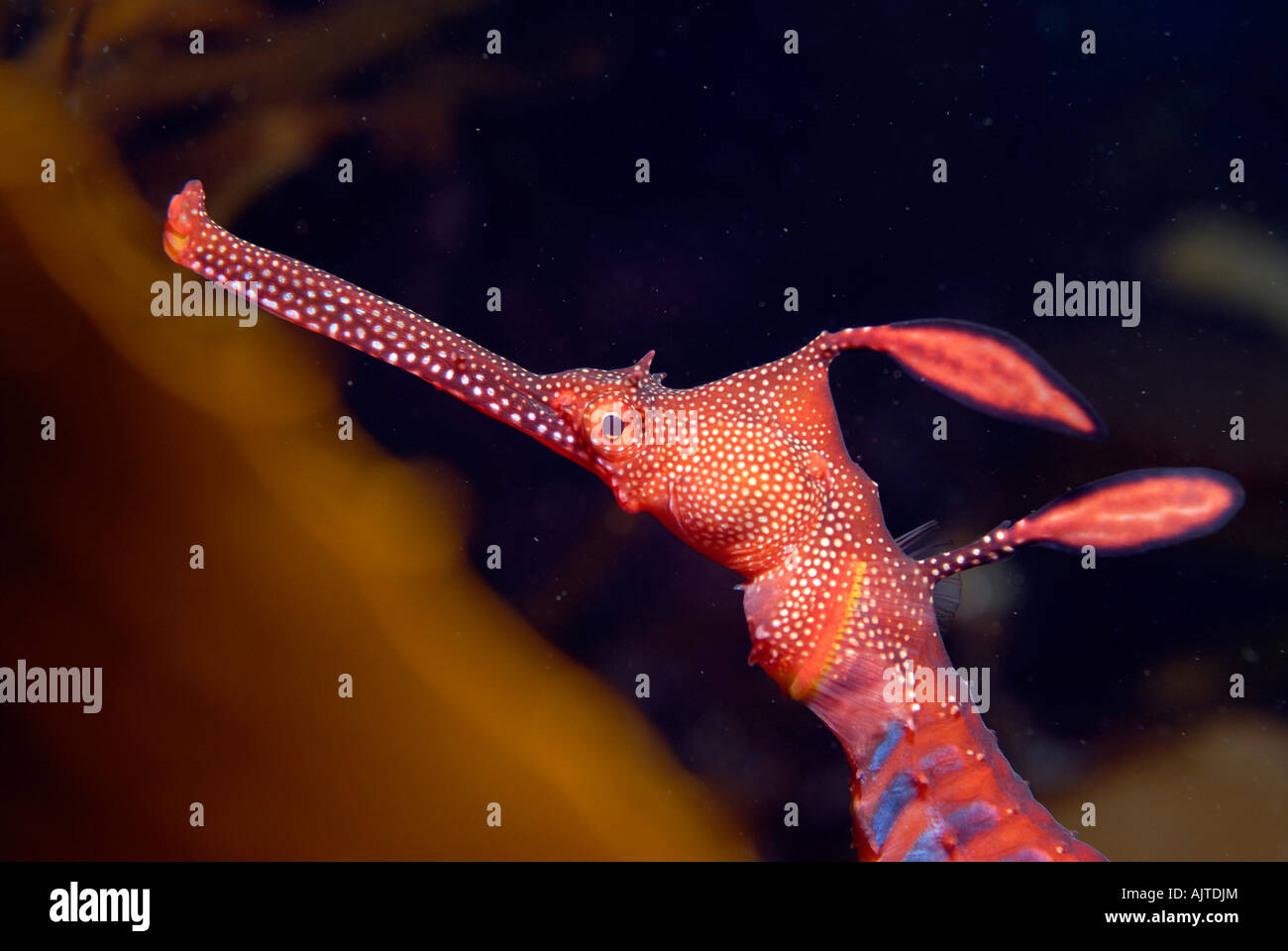 Weedy Sea Dragon Phyllopteryx taeniolatus Tasmania Australia Stock ...