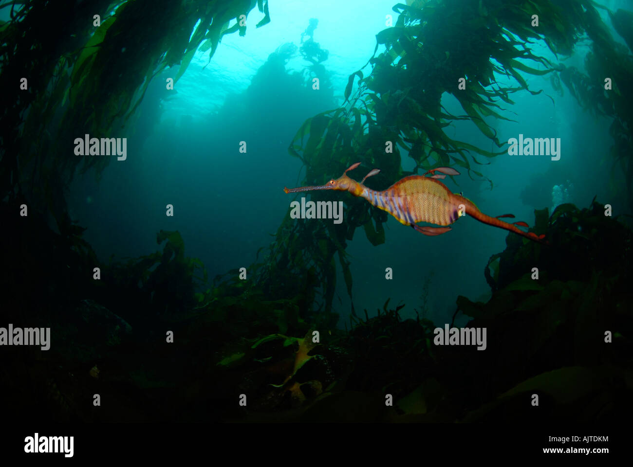 Weedy Sea Dragon Phyllopteryx taeniolatus Tasmania Australia Stock ...