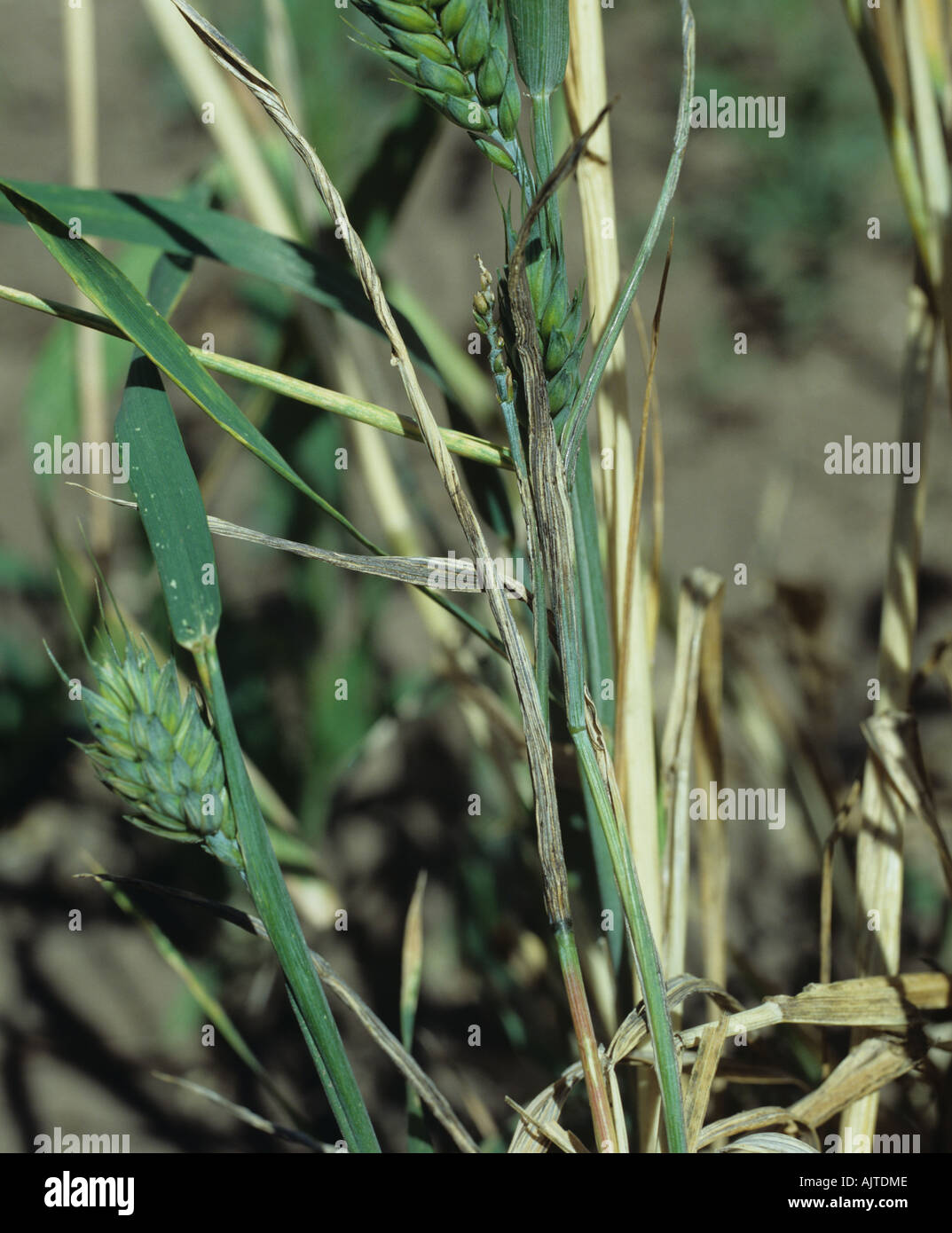 Wheat Flag Leaf High Resolution Stock Photography and Images - Alamy