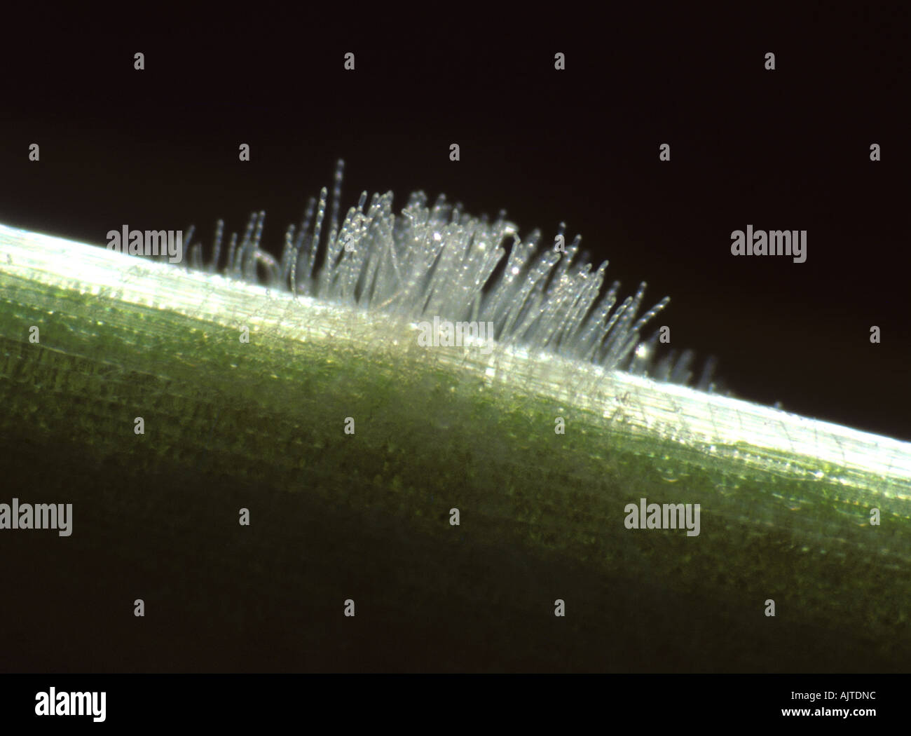 Erysiphe Graminis High Resolution Stock Photography and Images - Alamy