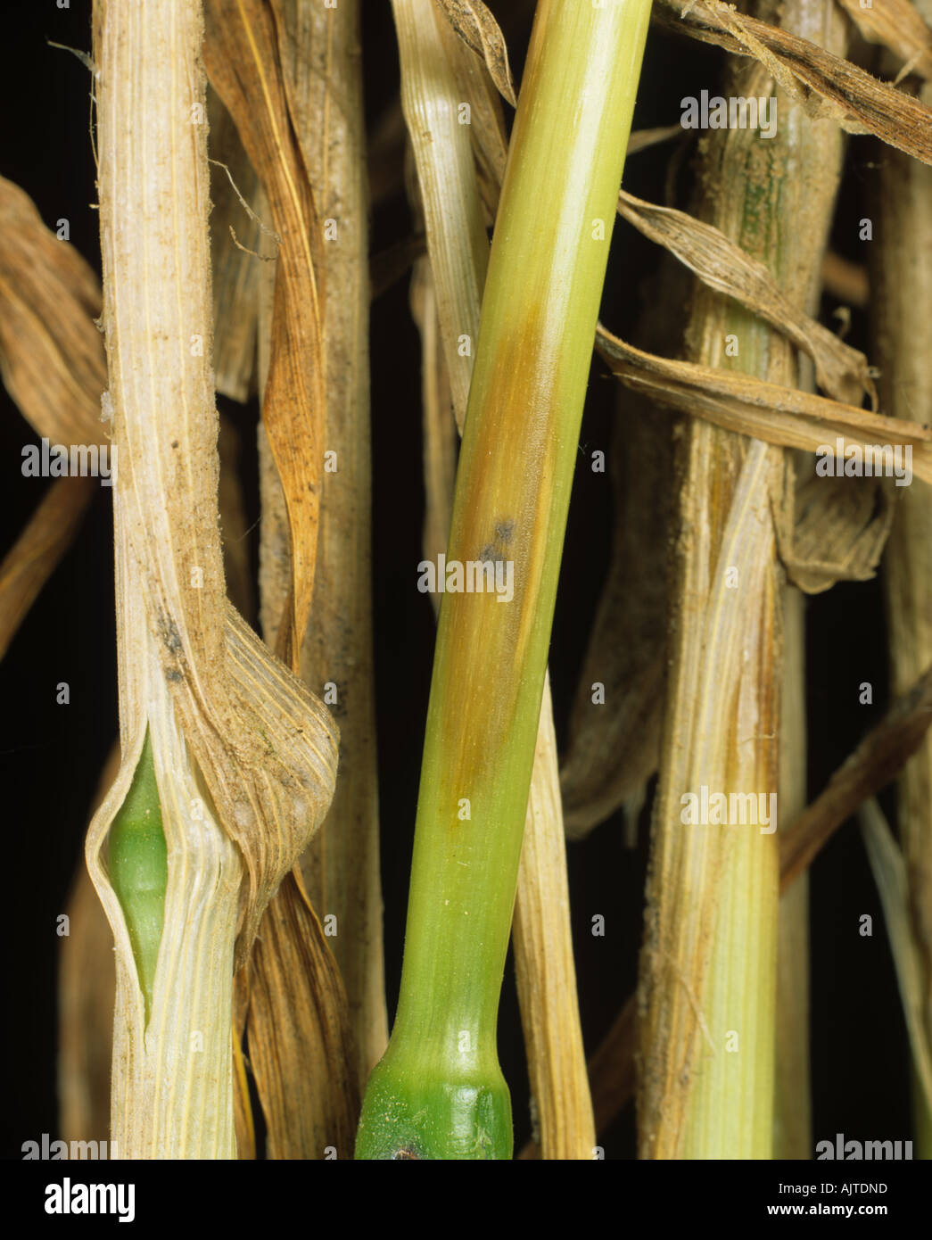 True eyespot or strawbreaker foot rot (Tapesia yallundae) lesion on ...