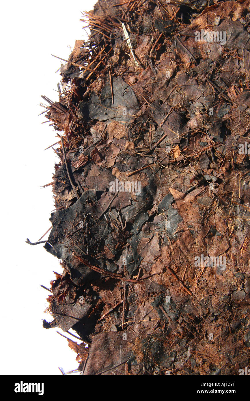 Layer of composting decaying leaves Stock Photo - Alamy