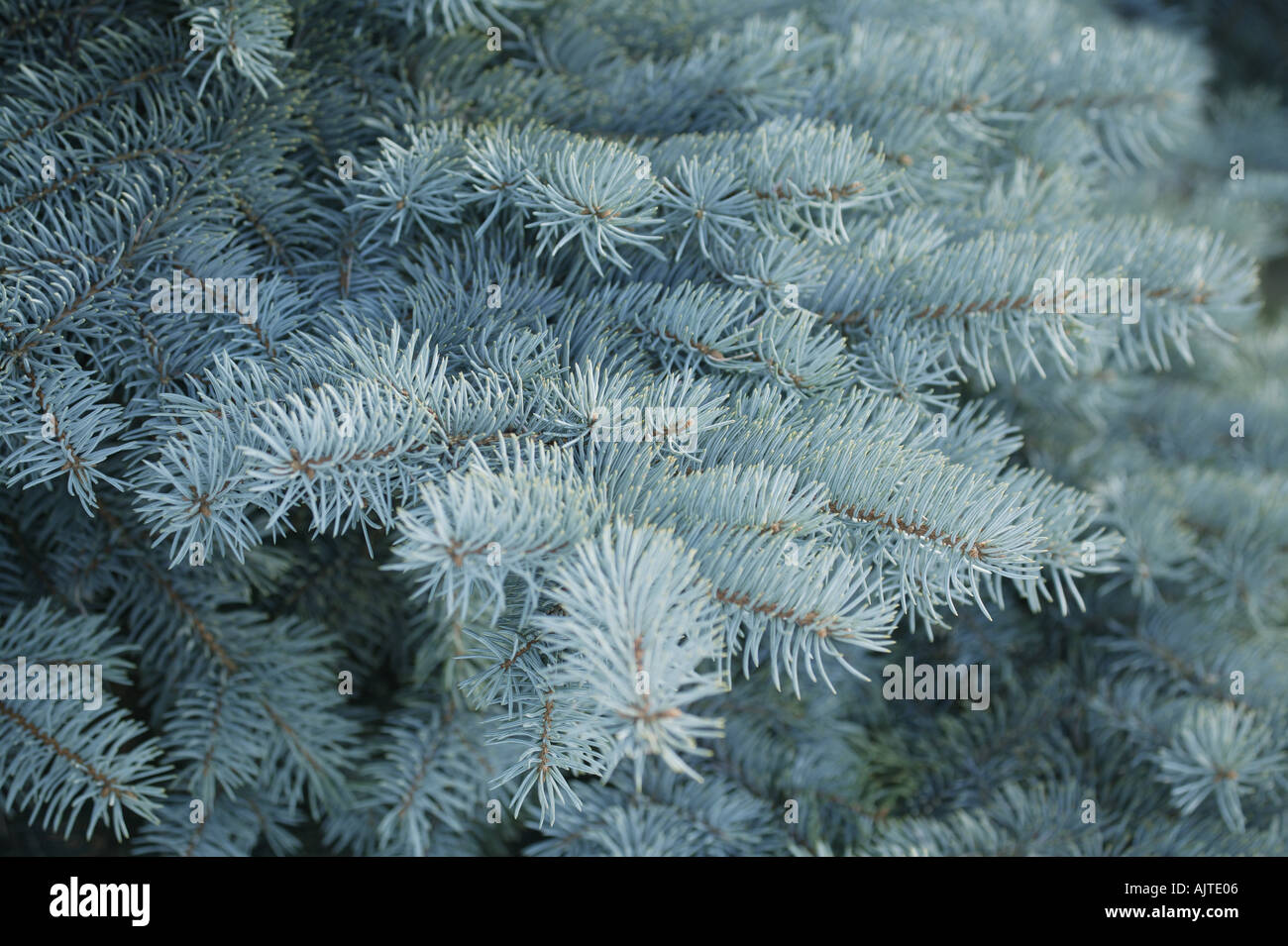 Pointed tree hi-res stock photography and images - Alamy