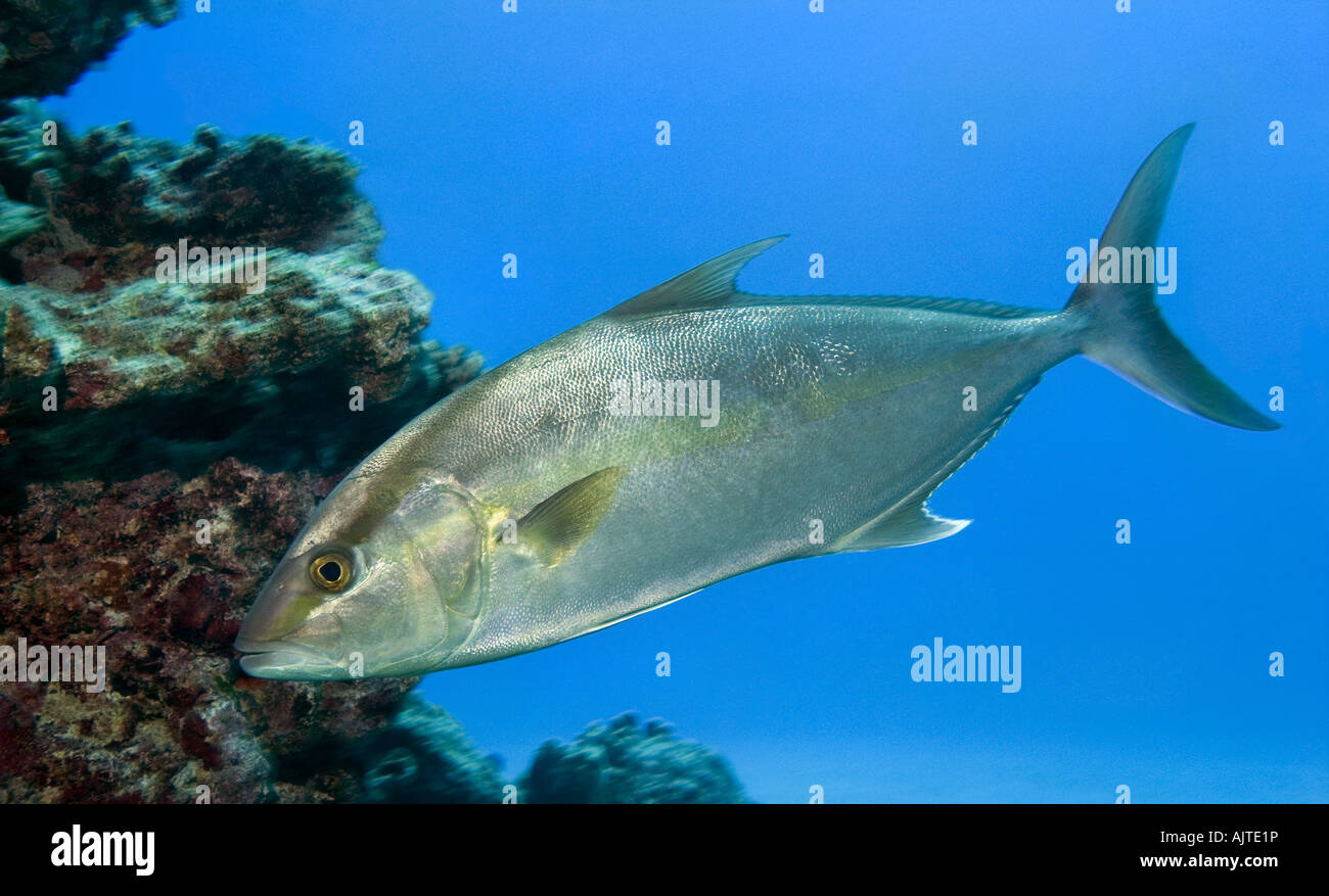 Yellowtail Jack Fish