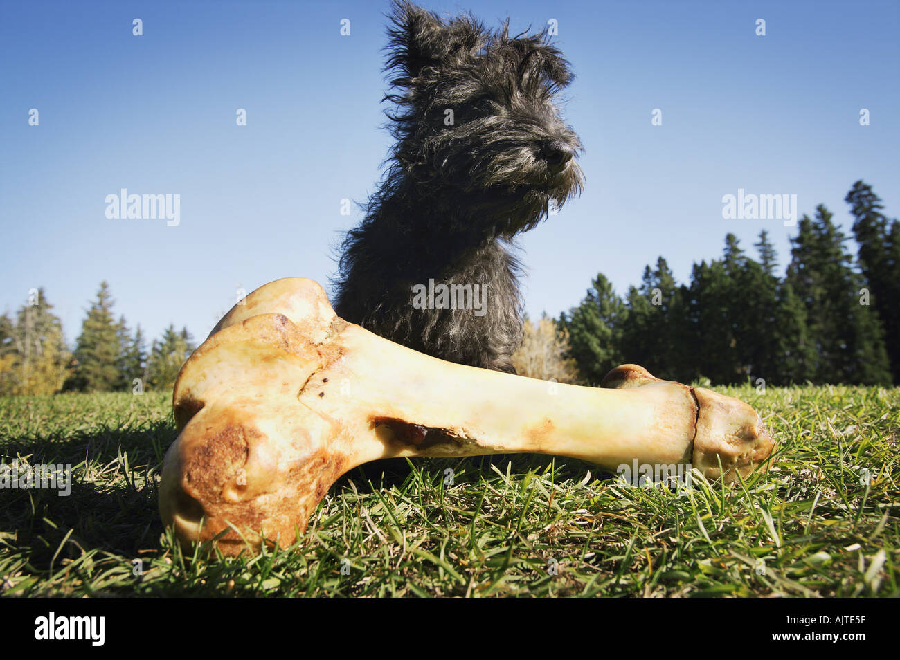 Dog with bone Stock Photo - Alamy