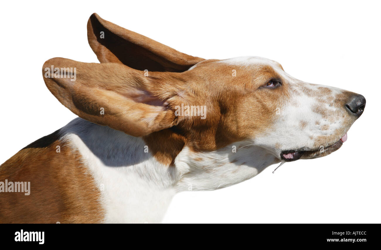 A dog in the wind Stock Photo - Alamy