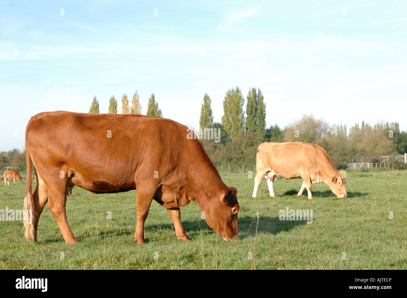 Cows in field Stock Photo - Alamy