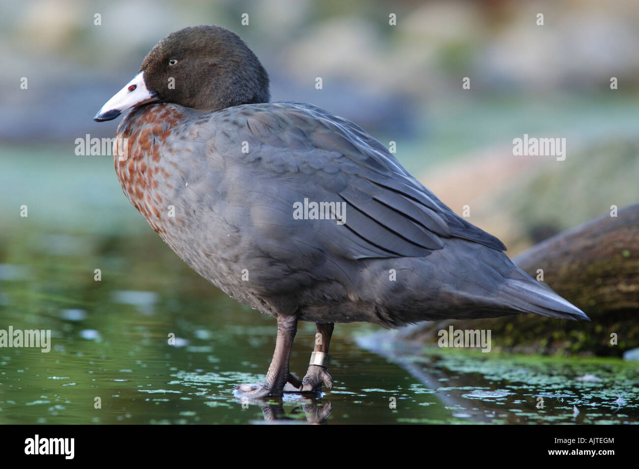 Blue Duck Hymenolaimus malacorhynchos at London Wetland Centre Stock ...