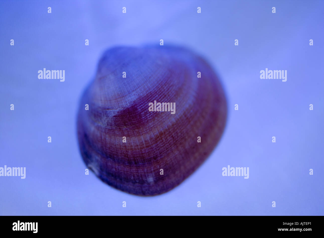 Dropping shell hi-res stock photography and images - Alamy