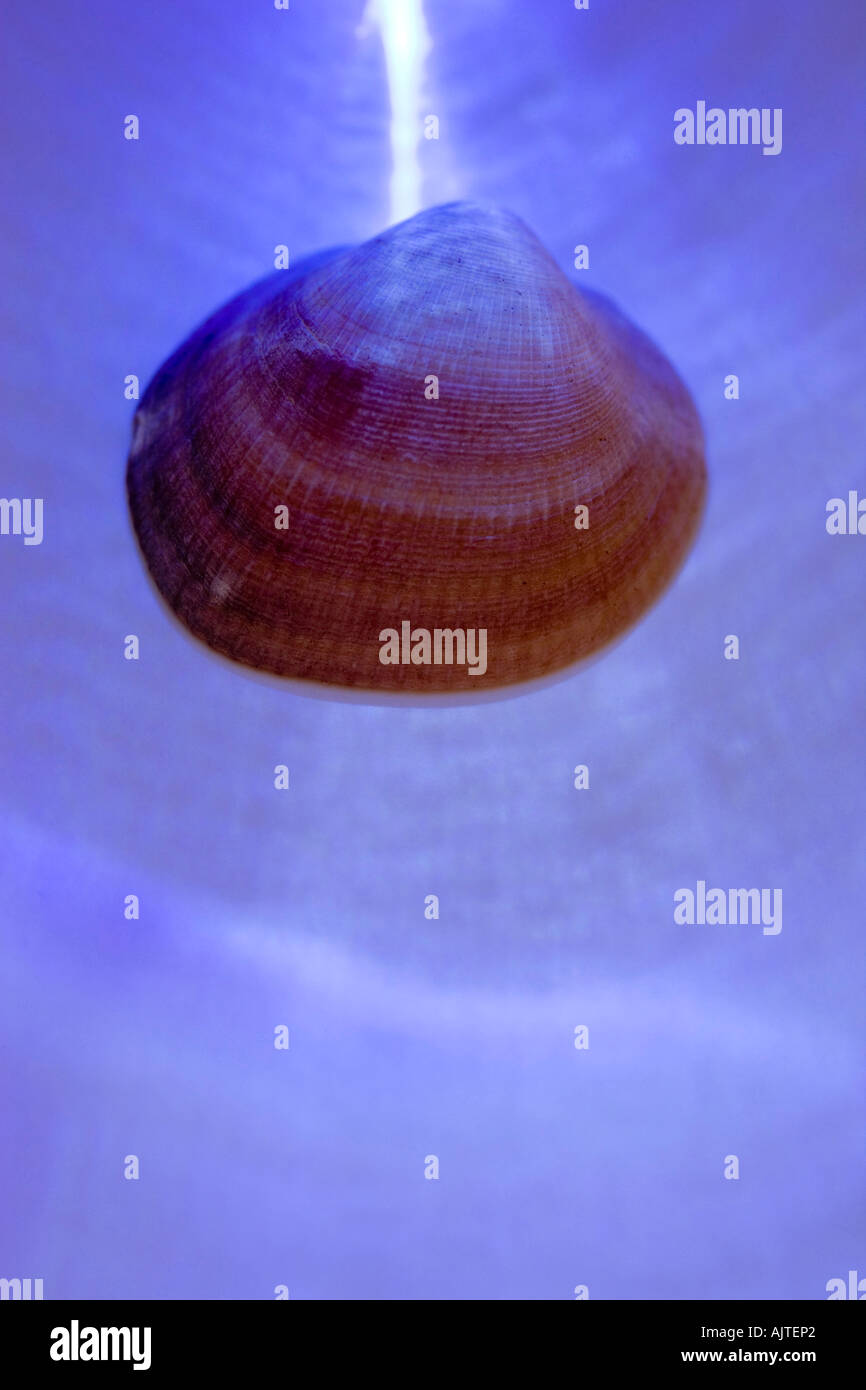 Dropping shell hi-res stock photography and images - Alamy