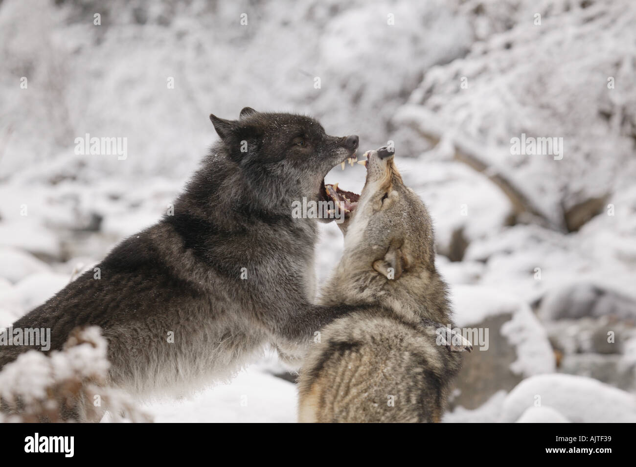 Grey wolves fighting hi-res stock photography and images - Alamy