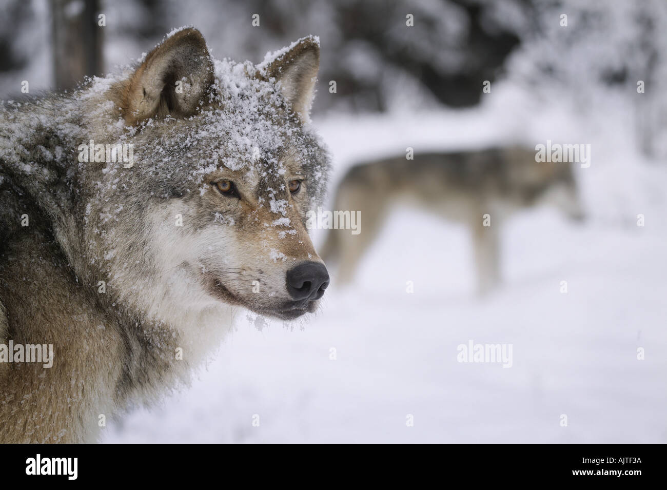 Wolves design hi-res stock photography and images - Alamy