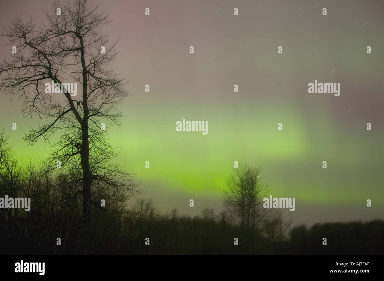 Edmonton northern lights hi-res stock photography and images - Alamy