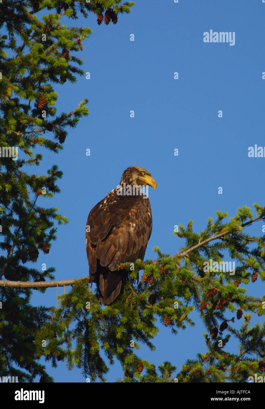 Young bald eagle Stock Photo - Alamy