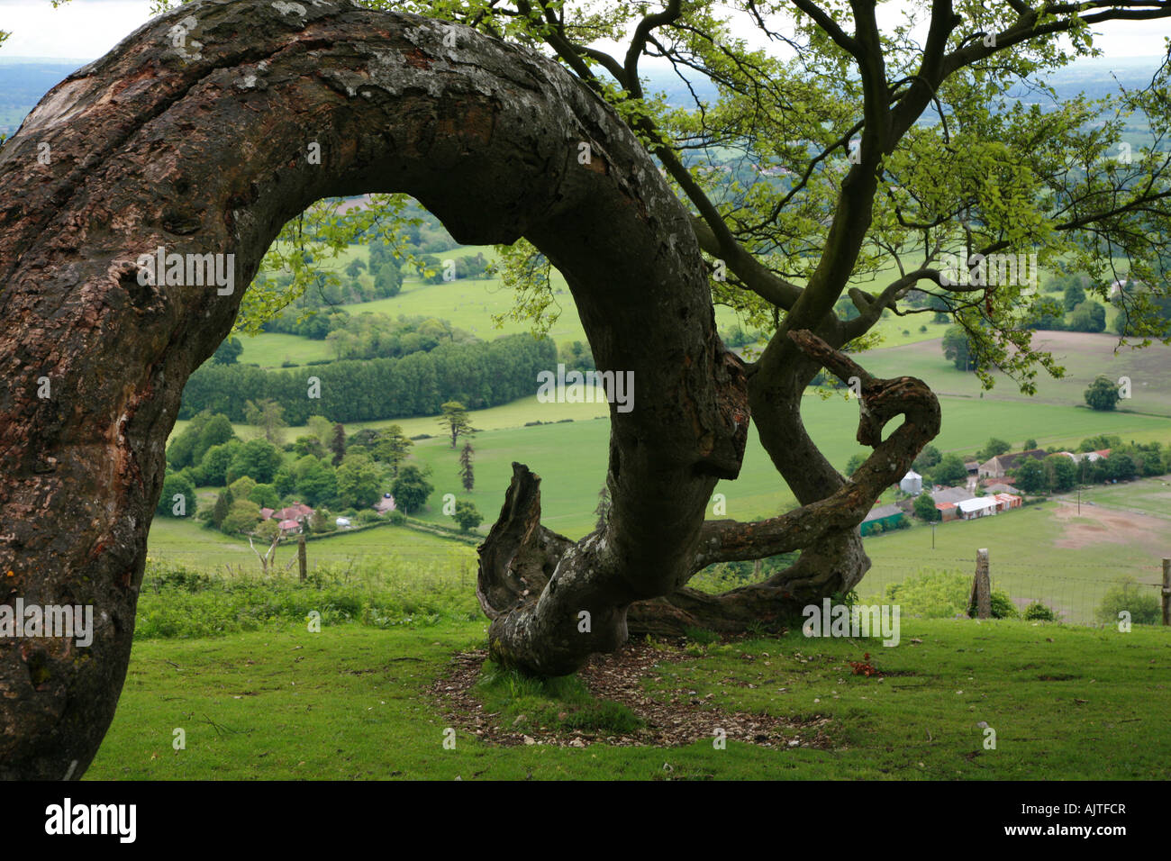 Old tree bendy ancient hi-res stock photography and images - Alamy