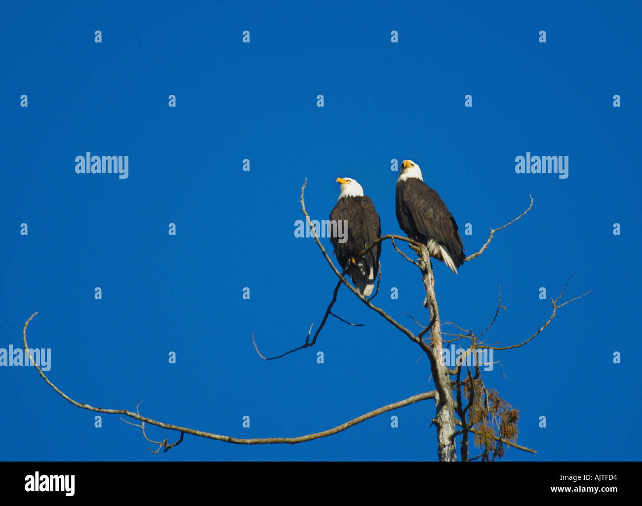 Bald eagle pics hi-res stock photography and images - Alamy