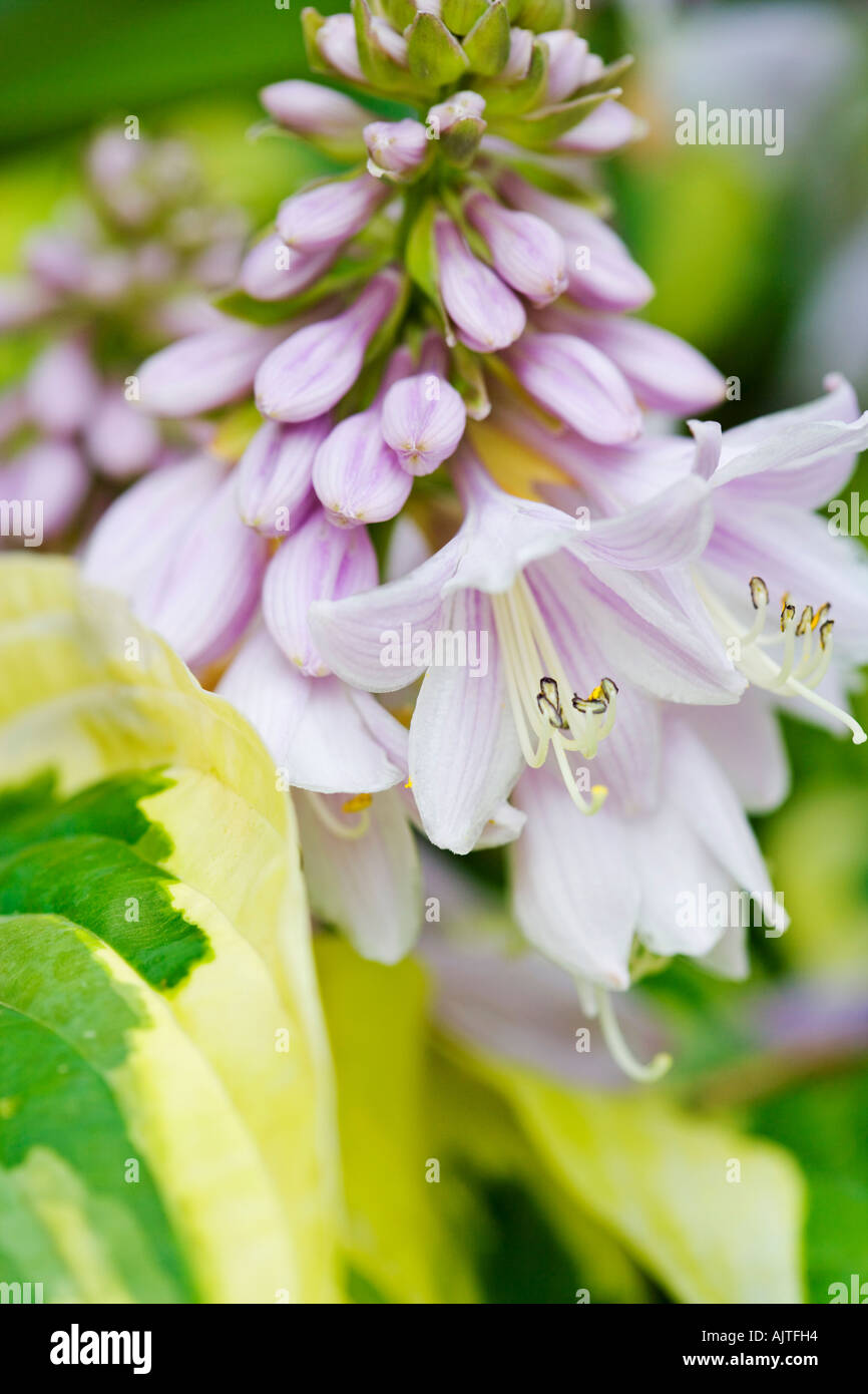 Hosta in bloom hi-res stock photography and images - Alamy