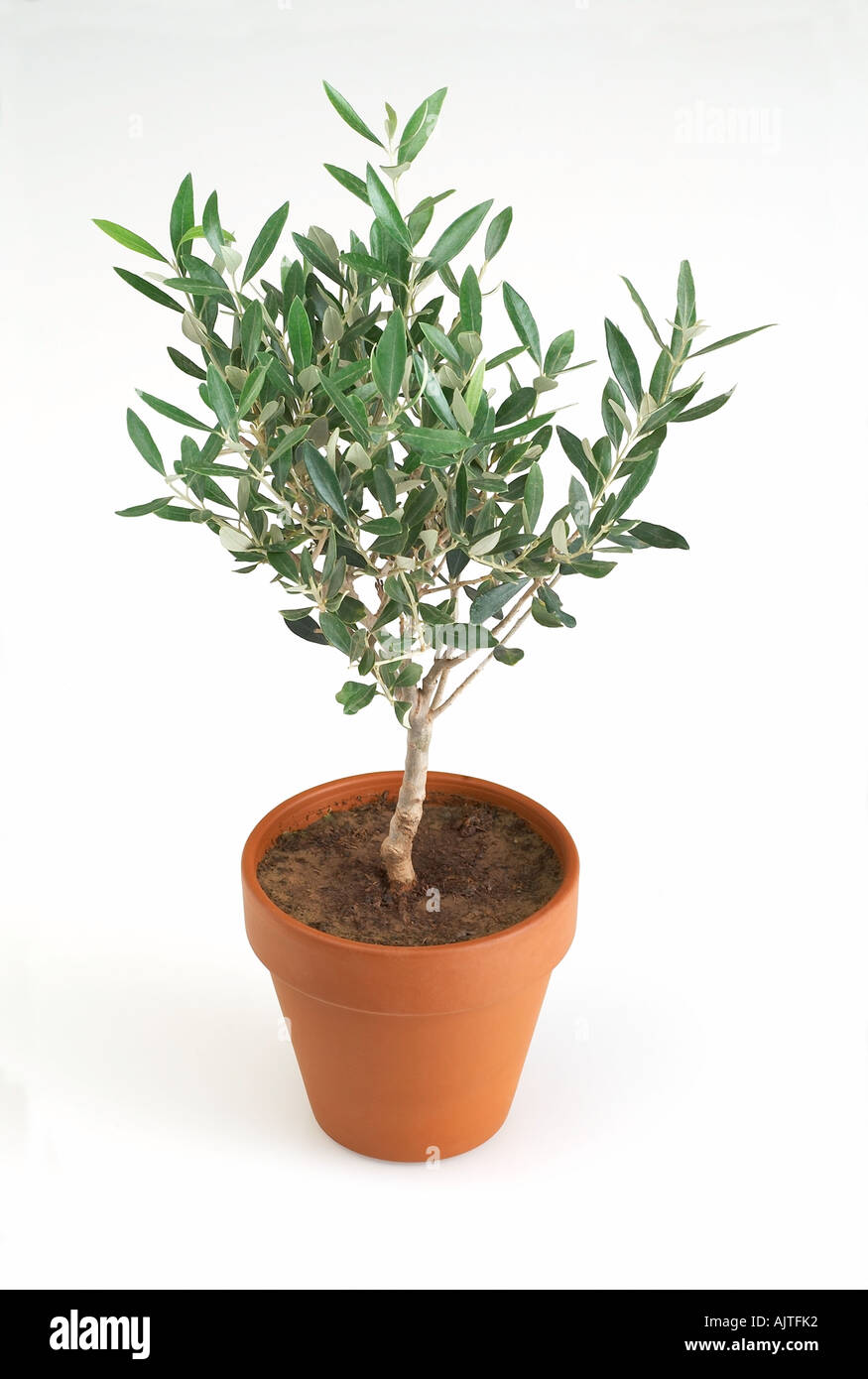 Olive tree in a pot Stock Photo - Alamy