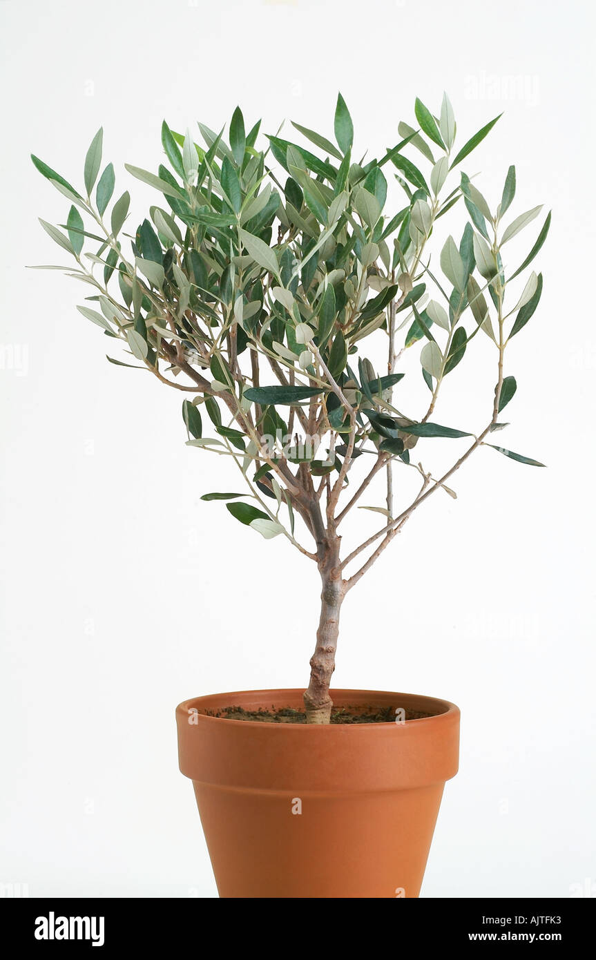 Olive tree pot hi-res stock photography and images - Alamy